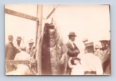 Antique Photograph Jewfish Weighing 430 Pounds Jew Fish w/ Onlookers ...