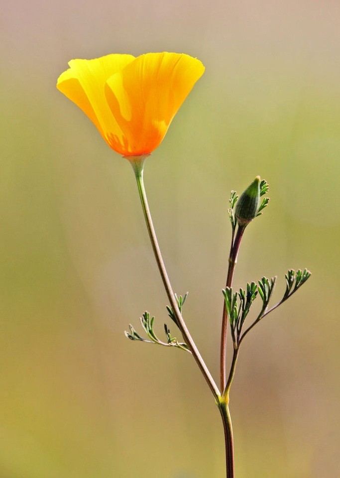 500+ORANGE CALIFORNIA POPPY Seeds Native Wildflower Container Flower ...