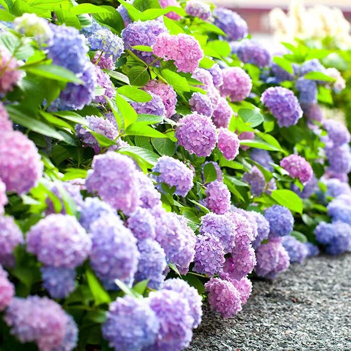 20 HYDRANGEA FLOWER SEEDS rare exotic ball bloom plant garden bush b ...