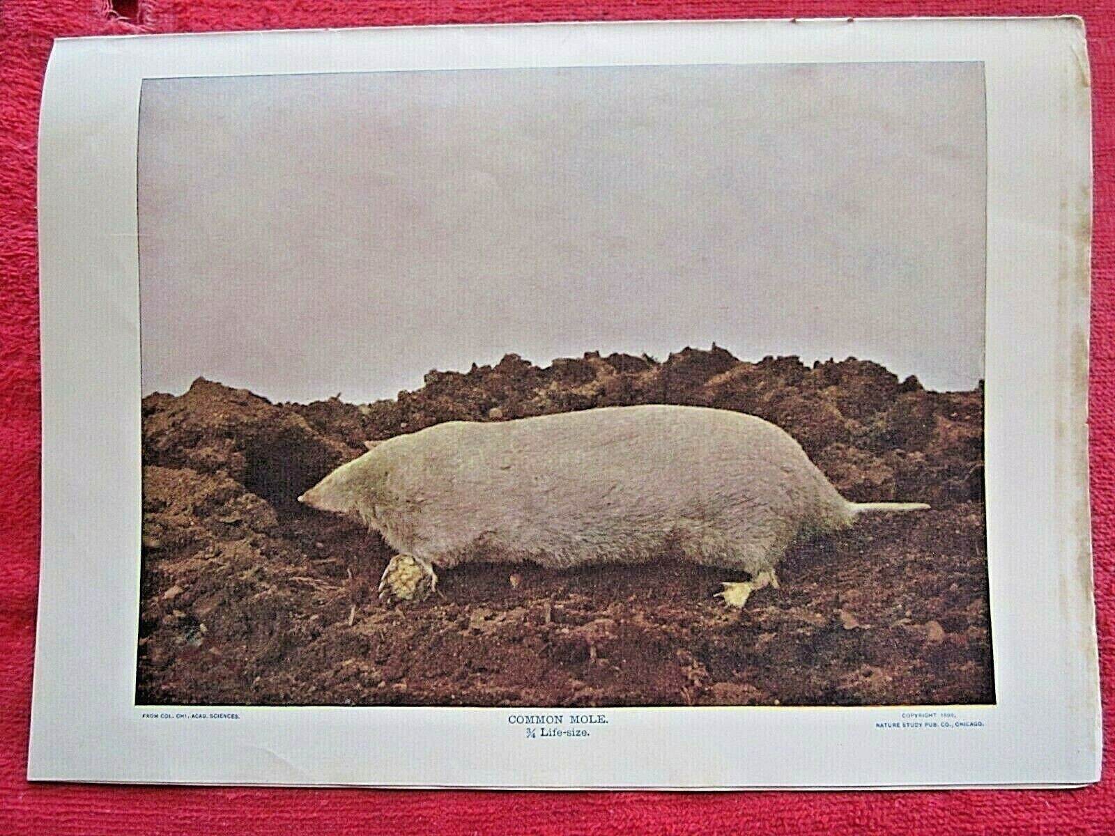 1899 ANTIQUE COMMON MOLE LITHOGRAPH PRINT - La Paz County Sheriff's ...