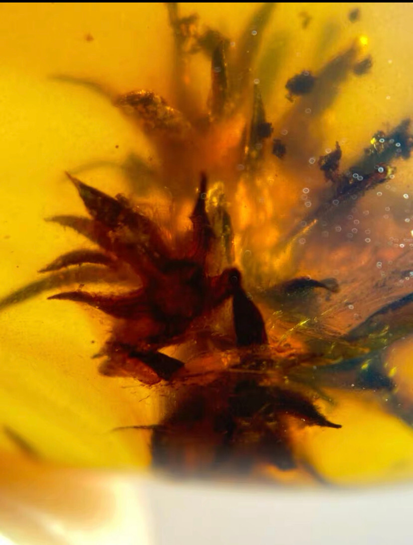 Burmese fossil burmite Cretaceous amber A pile of flowers fossil amber ...