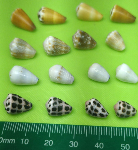 Cone Shell japanese sea Shells of Okinawa small | eBay
