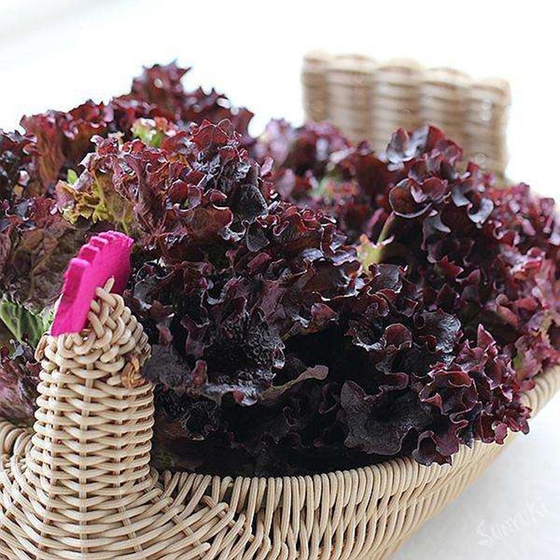 1 Pack 1000 Purple Leaf Lettuce Seeds Lactuca Sativa Organic Vegetable ...