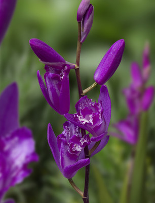 Bletilla 'Shi-ran' - dark purple Gartenorchidee - Winterharte Pflanze ...