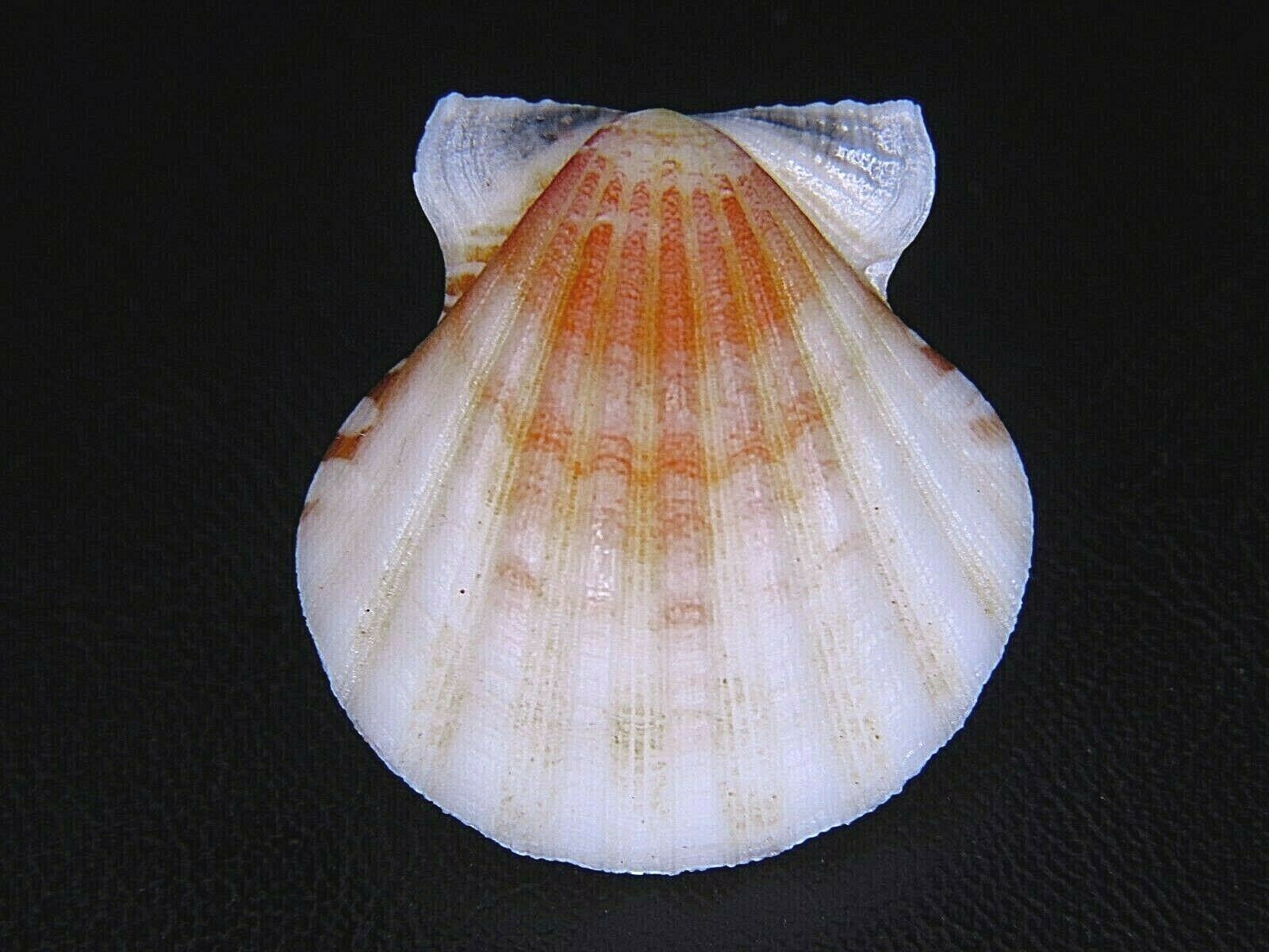 PECTEN "BRACTECHLAMYS" VEXILLUM: MIXED ALTERNATING COLORED PECTEN @ 34 ...