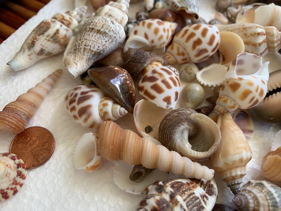 Assorted Mixed Seashells Sea Shells Best Price US Seller FREE Ship! | eBay