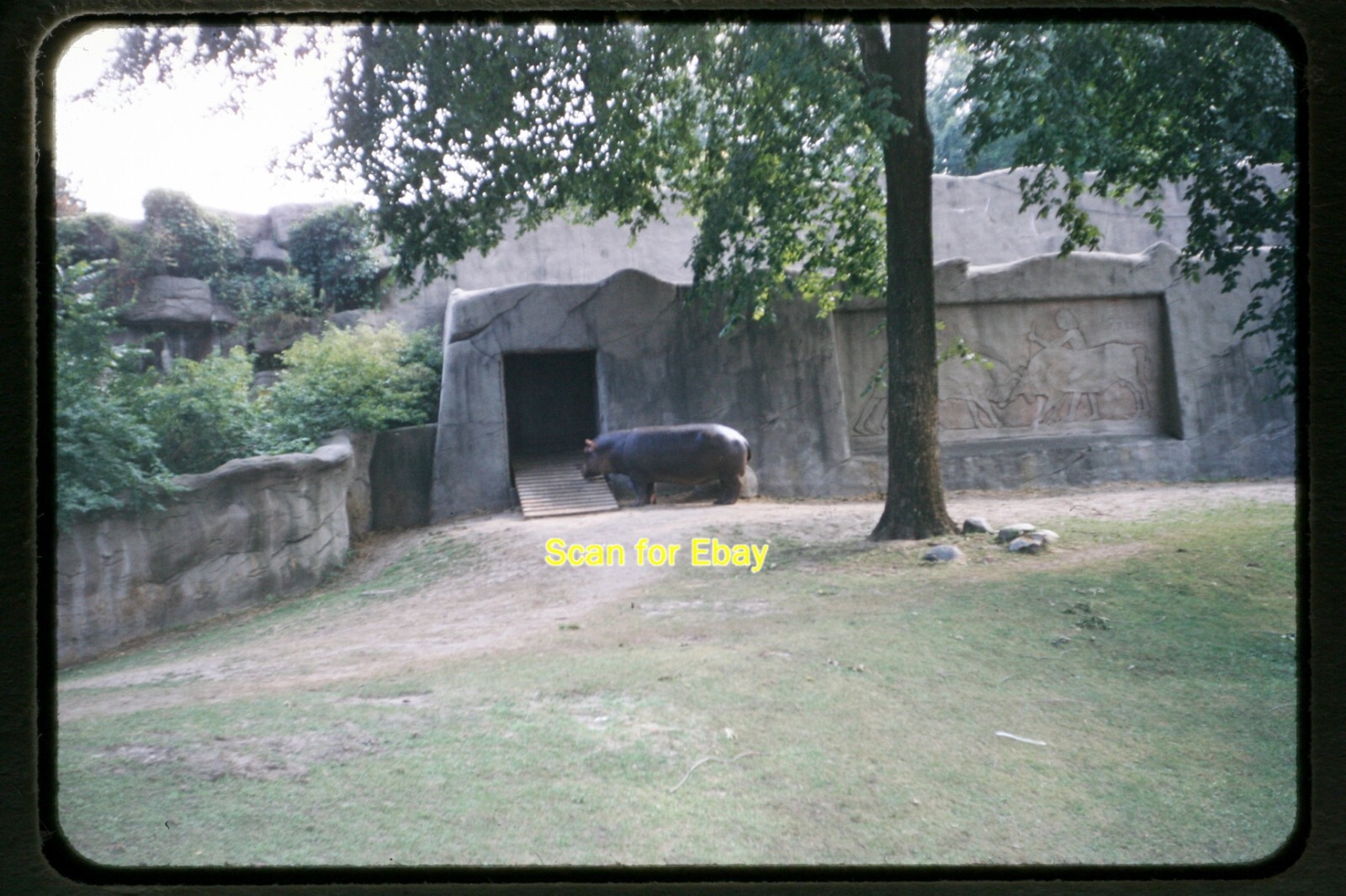 Detroit, Michigan, Hippopotamus at Zoo in 1950's, Kodachrome Slide aa ...