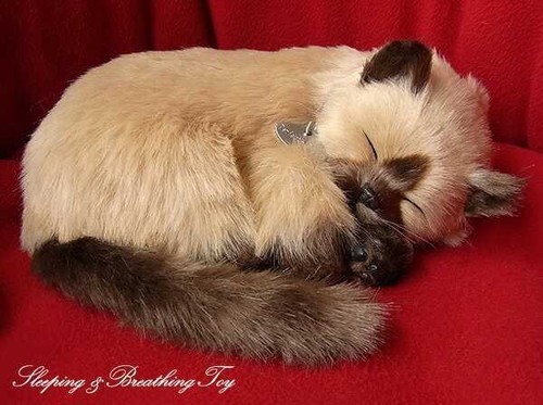 Sleeping Stuffed Plush Doll Siamese Cat Stomach Moves Like Breathing W ...
