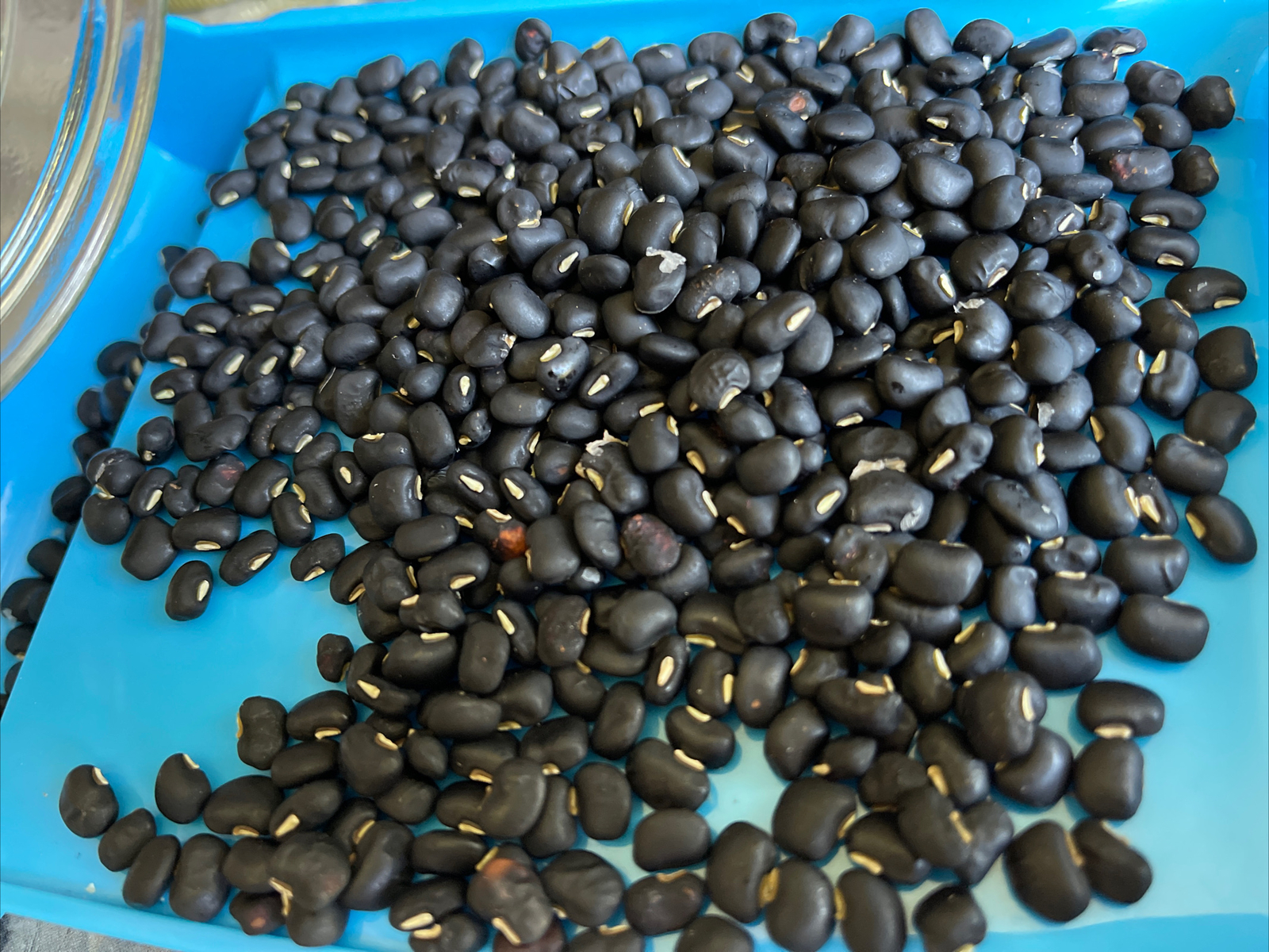 Philippine Black Rare String Sitaw Turo seeds, Asian Sitaw Tudo ...