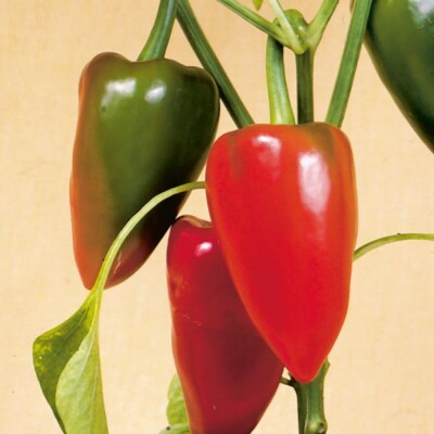 Pimento Pepper Seeds | Heirloom / Non-GMO | Free Shipping | Seed Store ...