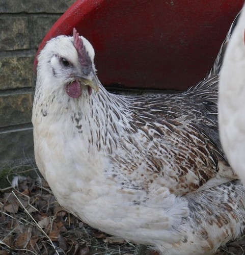 12+ black skinned chicken FIBRO - AYAM CEMANI mixed - Hatching Eggs | eBay
