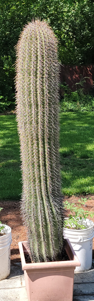 5' 10" FT 70” SAGUARO cactus Carnegia gigantea IN OHIO | eBay
