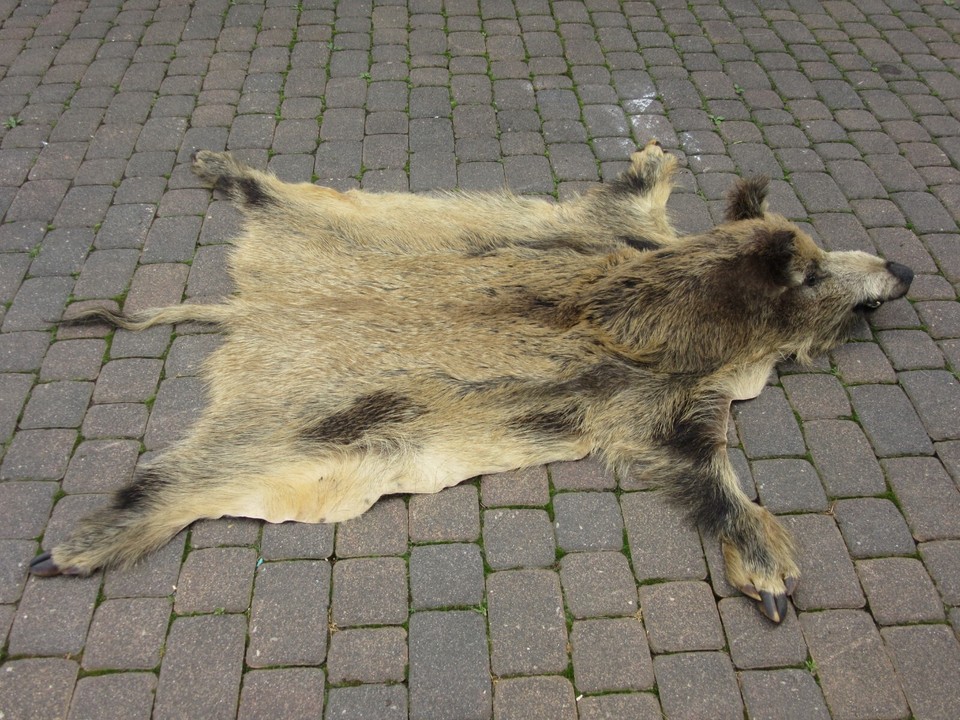 Wild boar skin with a stuffed head, tanned skin, fur, trophy, taxidermy ...