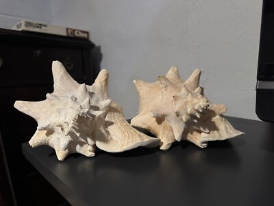 Large Pink Horned QUEEN CONCH SHELLS Natural Beach Seashell ~ Decor | eBay