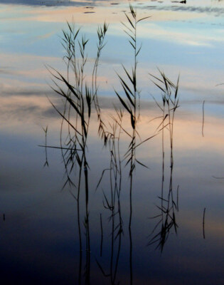 Photo 6x4 Loch Hempton - reeds Old Place of Mochrum On a perfect still ...