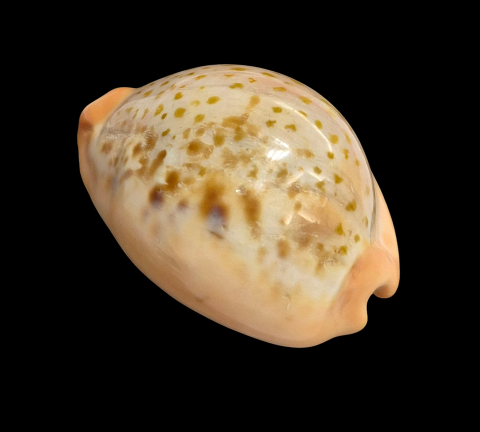 Shell CYPRAEA JOYCAE China 46,7 mm # RARELY OFFERED | eBay