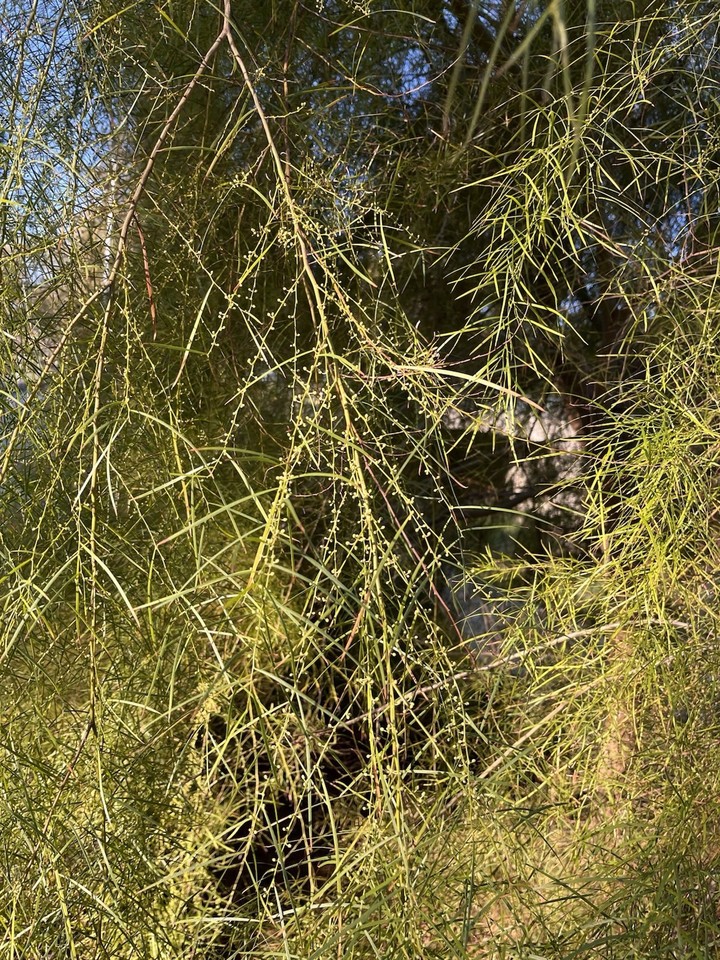 Acacia cognata 'Lime Magik' (upright tree variant) Seeds | eBay