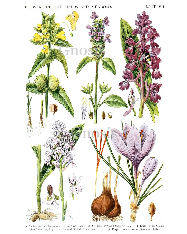 Set of Botanical Prints 12 Wild Flowers English Cottage Living Room ...