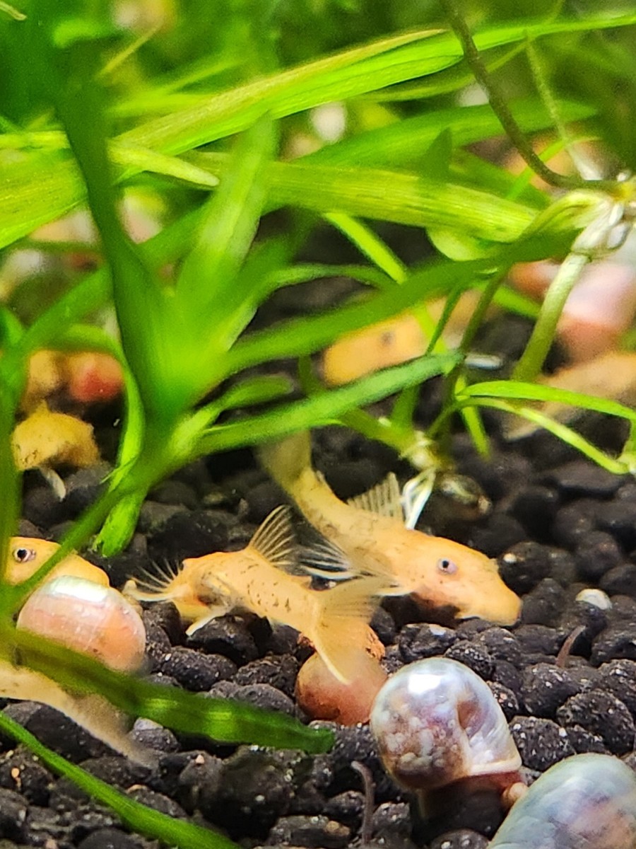 Baby Bristlenose Pleco