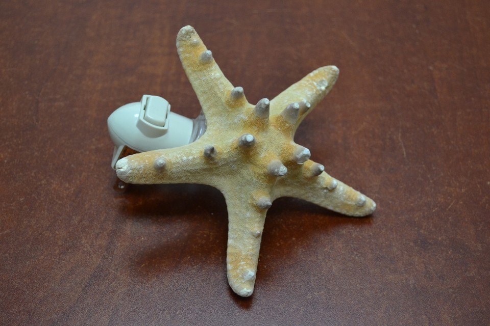 KNOBBY BUMPY STARFISH SEA SHELL NIGHTLIGHT | eBay