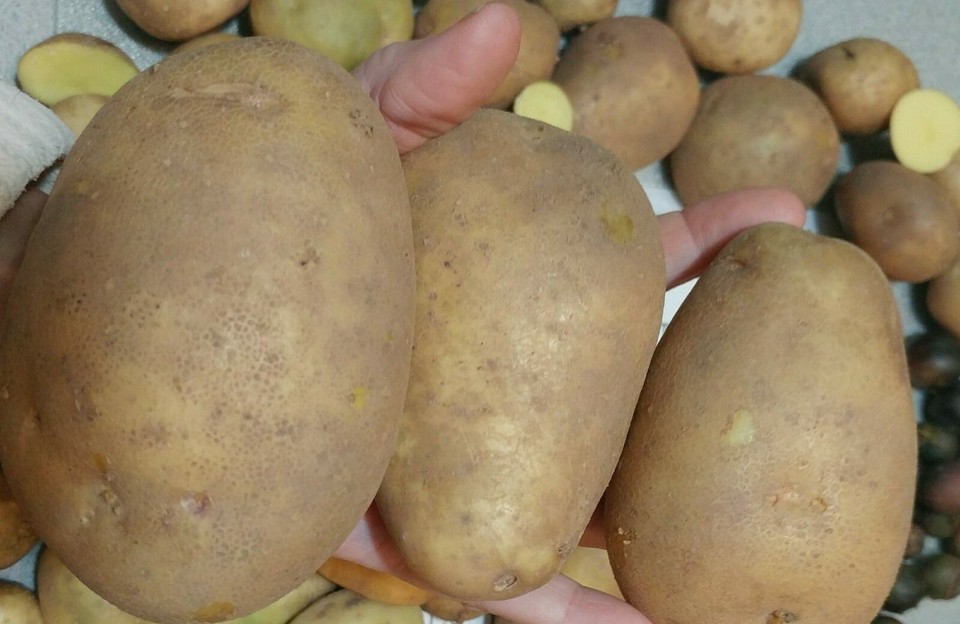 45 Rare Potato Seeds Russet Yellow Potatoes True Potato Seeds Organic ...