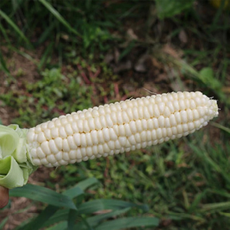 Country Gentleman White Sweet Corn (Shoe Peg Corn) (Zea mays) Corn ...