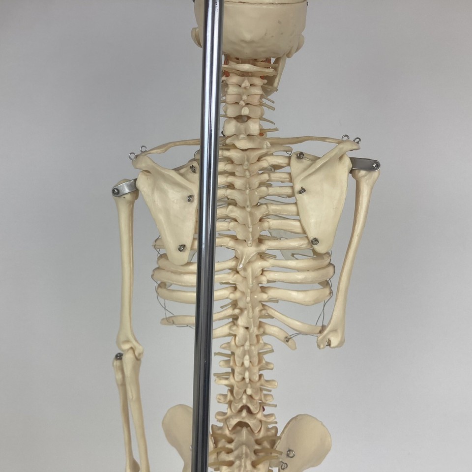 Educational Model Human Skeleton - 34” Long W Stand - Missing Right Arm ...