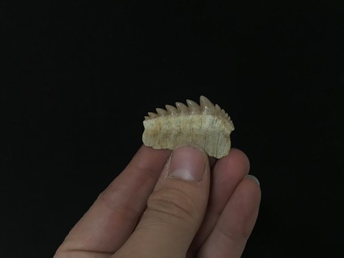 Dent De Shark Cow Hexanchus Griseus Fossil Cow Shark Tooth *Rare | eBay