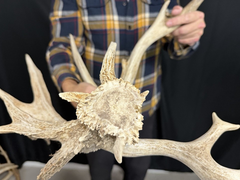 150” Whitetail Deer Shed Antler Taxidermy Mount Cabin Decor Craft Buck ...