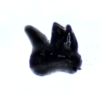 Rare Silurian Gnathostomes fossil fish tooth. | eBay