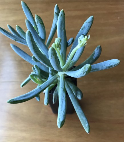 Senecio Serpens Dwarf Blue Chalksticks Live Succulent | eBay