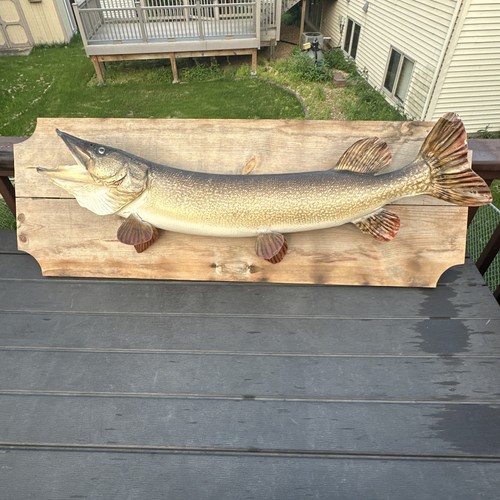 Vintage 40” MOUNTED MUSKY Muskie MUSKELLUNGE FISH Pike FISH Taxidermy ...
