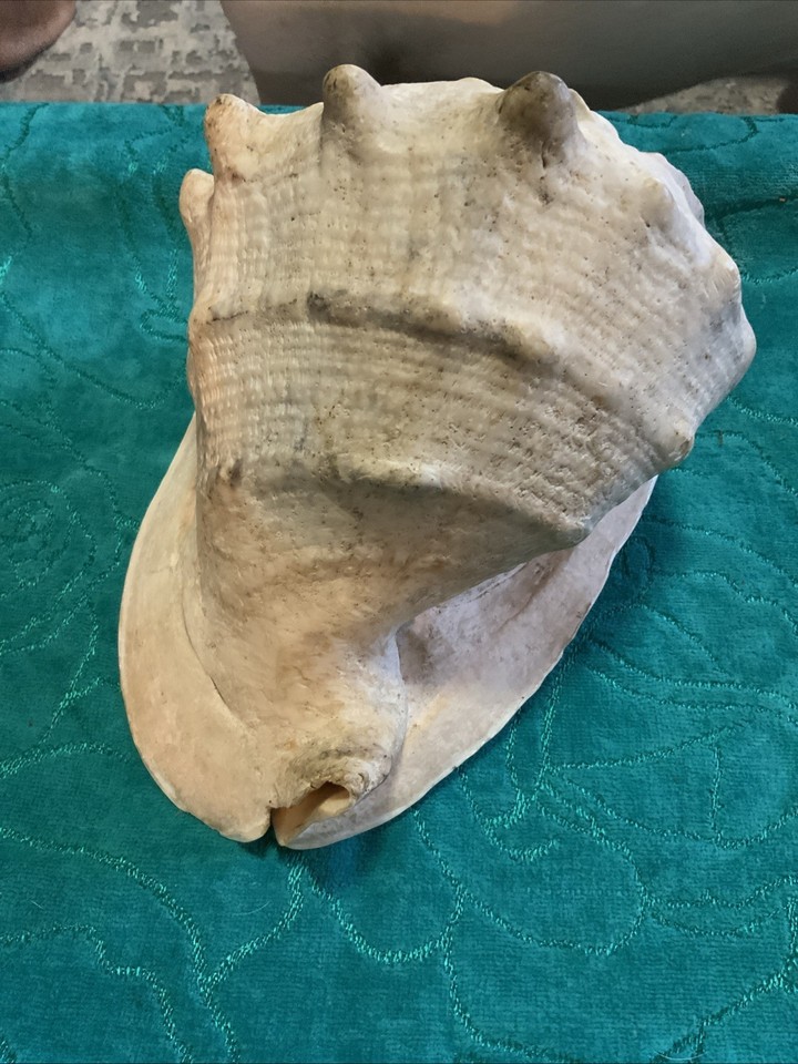 RARE VINTAGE LARGE 11” 6 Lb HAWAIIAN HORNED King Helmet CONCH SHELL | eBay