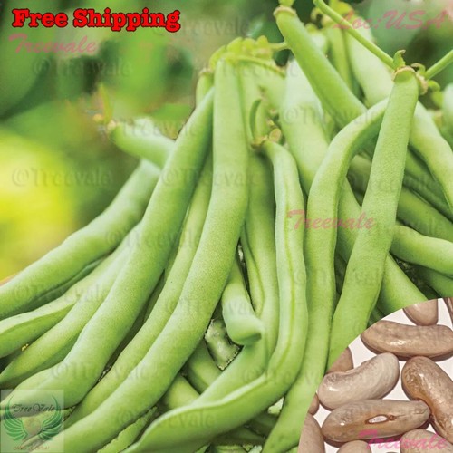 Contender Bush Bean SEEDS | Stringless, Early Contender, Green Bean ...