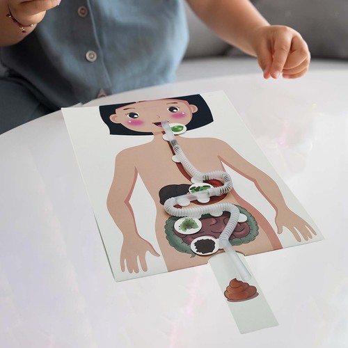 Human Digestive System for Study, Teaching Creative | eBay