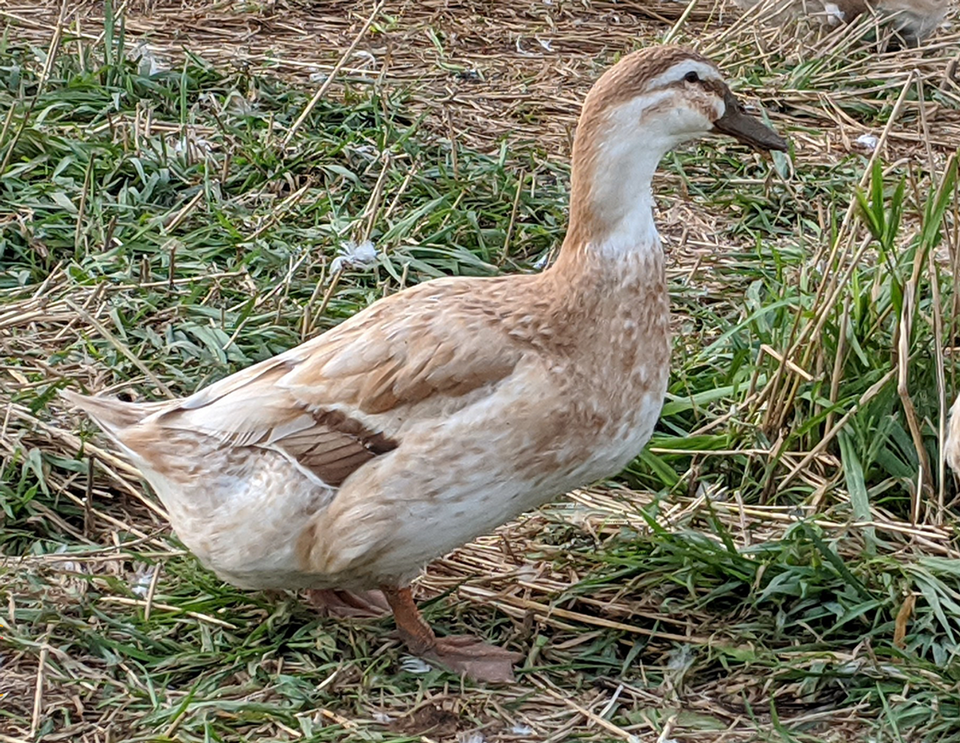 12 - Fresh And Fertilized Golden Cascade Duck Hatching Eggs!! | eBay