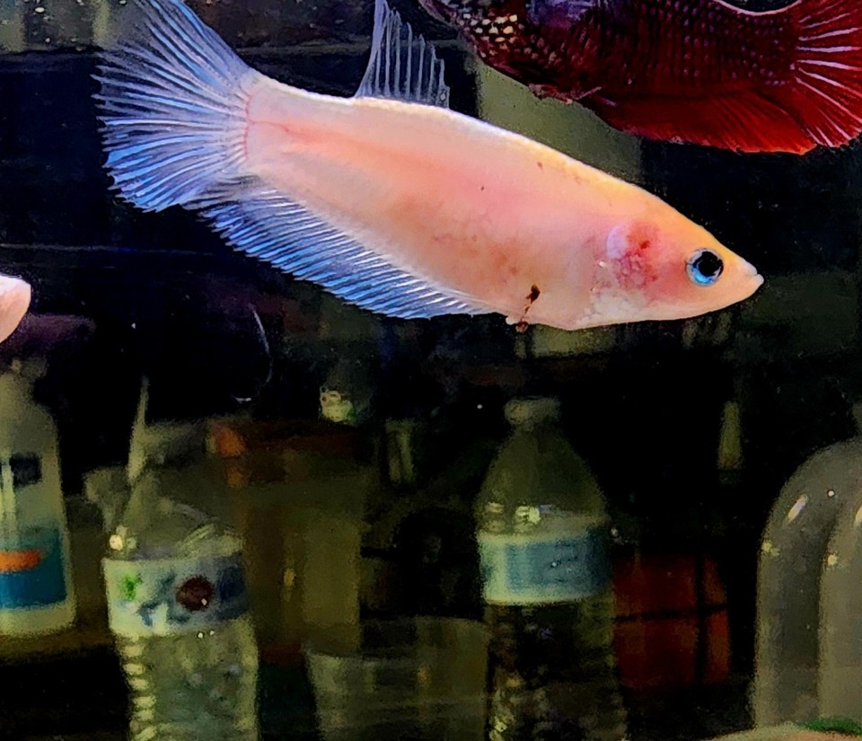Live Betta fish HMPK Female B | eBay