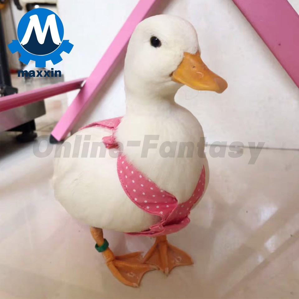 Adjustable Cloth Diaper Wearable Poultry for Farm Pet Goose/Duck ...
