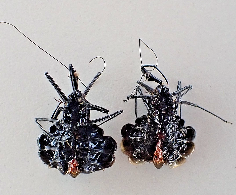 D60076. Insects, Beetles: Hemiptera sp. Vietnam, Cao Bang. | eBay