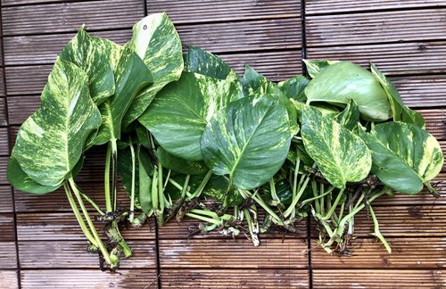 [5 Pack]Large Hawaiian Golden Pothos - 8” To 11” Epipremnum Aureum ...