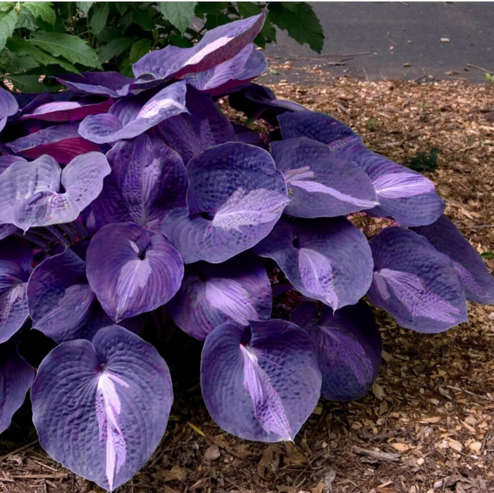Mixed Hosta Seeds for Planting Purple Black Red Hosta Plant Seeds ...