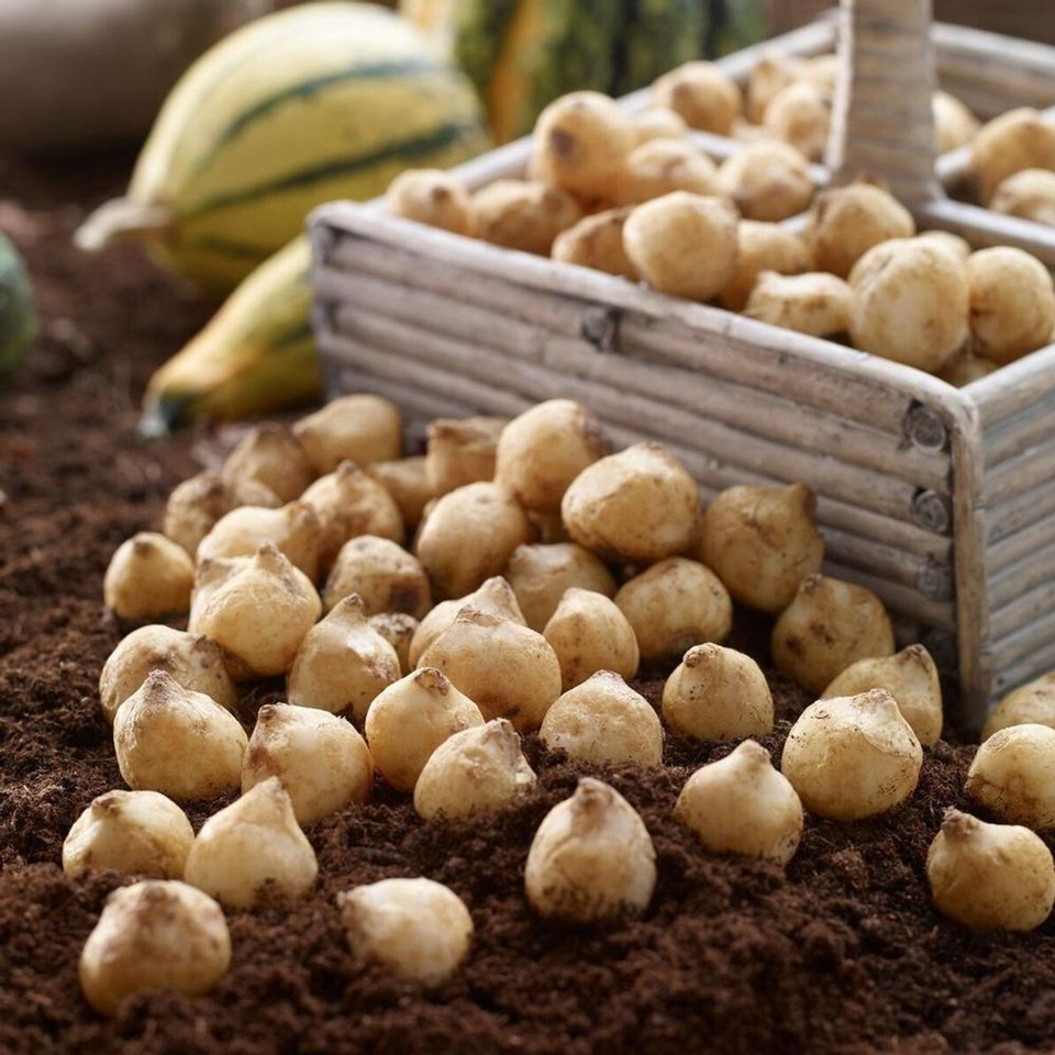 Spanish Bluebell Mixed Spring Bulbs - Multi Coloured Summer Flowering ...