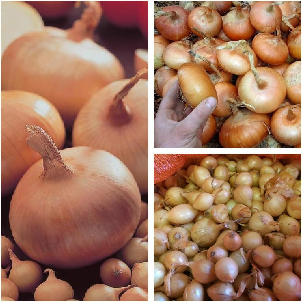 Winter Onion Sets Stuttgarter Giant - 100 Sets - Easiest Way to A Good ...