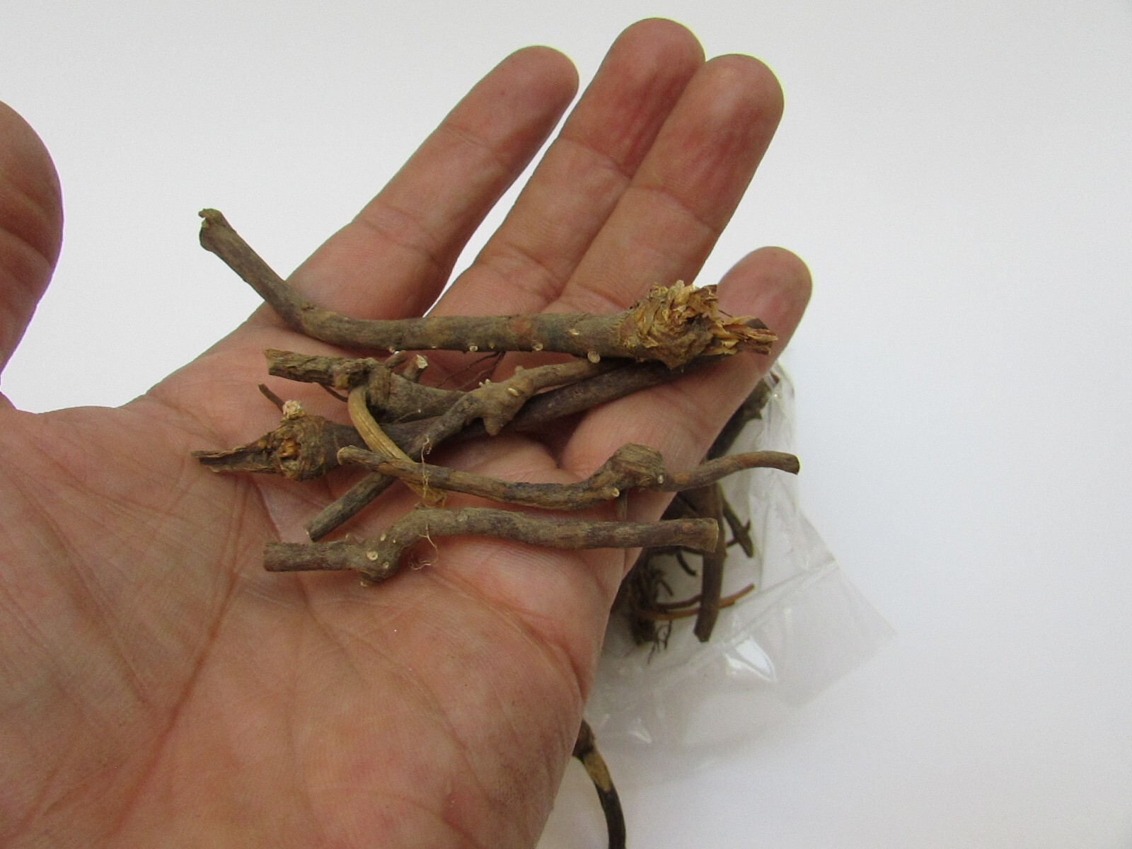 MANDRAKE ROOT AUTHENTIC WICCAN, RITUAL, SPELLS 1 oz / RAIZ DE ...