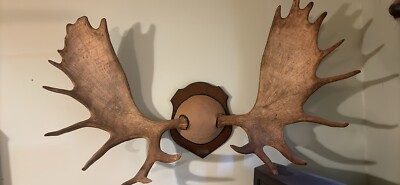 mounted moose antlers taxidermy one of a kind | eBay