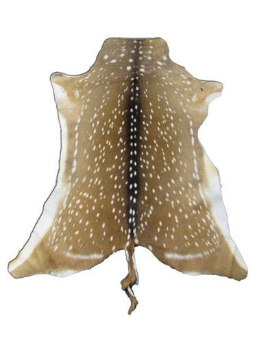 Axis Deer Skin Average Size: 37" X 30" Top Grade Chital Deer Hide | eBay