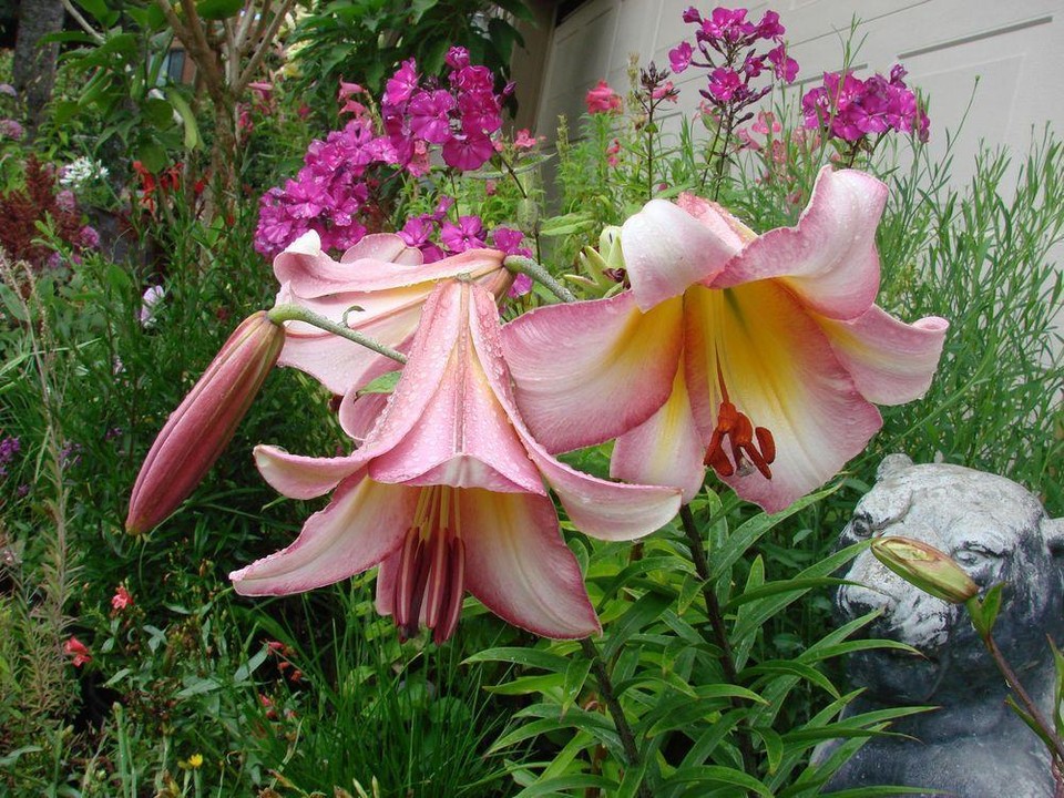 BEIJING MOON ORIENPET LILY FLOWER BULBS HARDY 4-5 FEET TALL GIANT ...