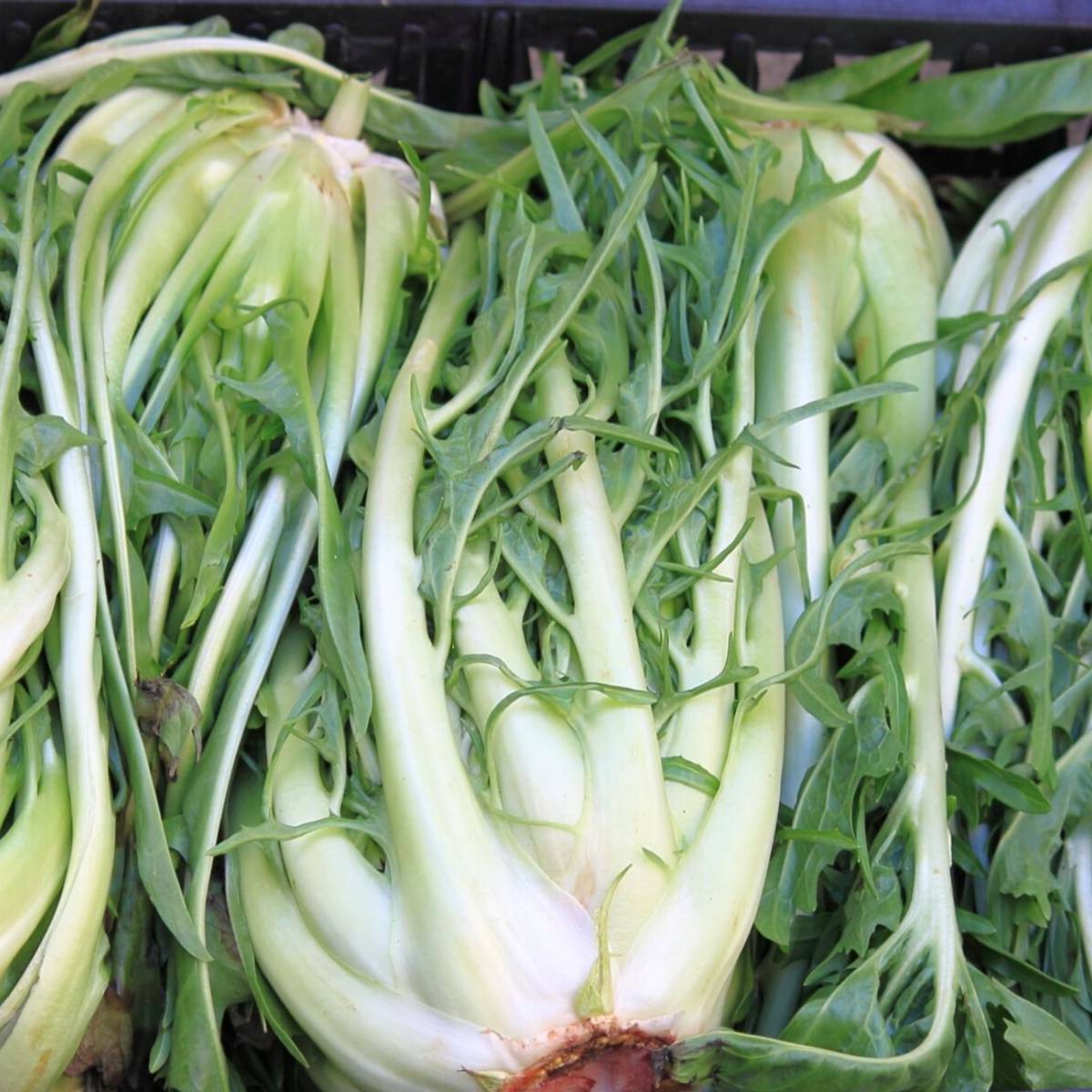 Magdeburgh Seeds - ITALIAN DANDELION - Chicory/Cicoria Siciliana - 100 ...