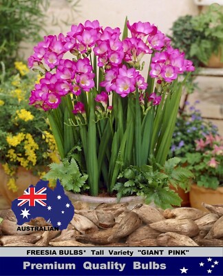 FREESIA GIANT- Cut Flower ‘var’ PINK- 10 or 25 BULBS | eBay Australia