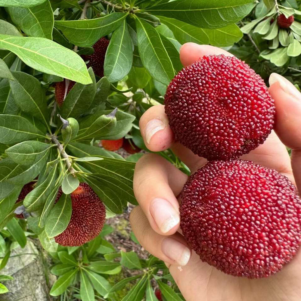 Yang May Myrica Rubra In 2020 Fruit Yang Strawberry Tree An Overview